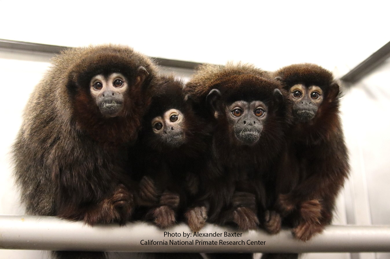 Field Notes: Singing Titi Monkeys