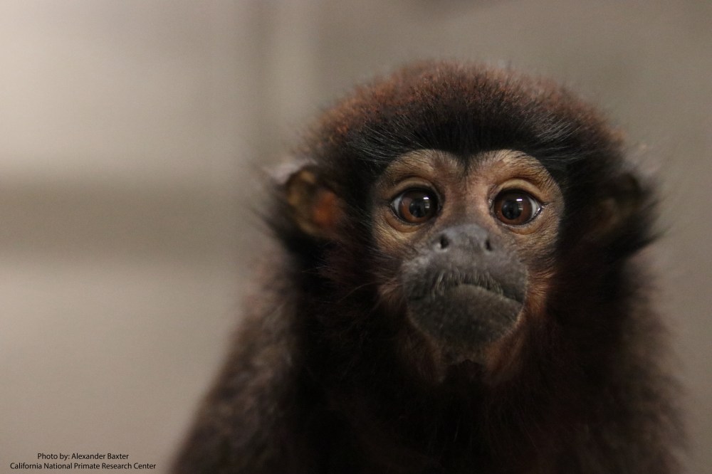 Field Notes: Singing Titi Monkeys