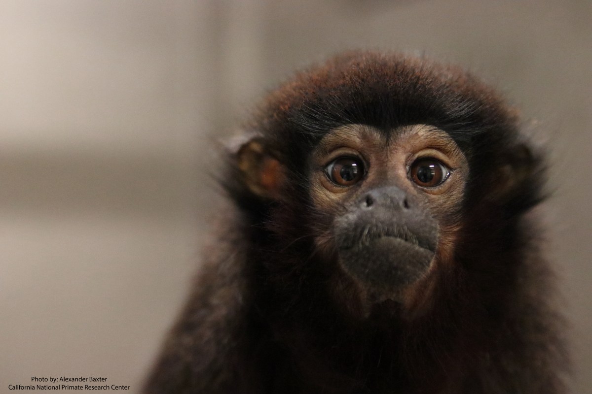 Field Notes: Singing Titi Monkeys