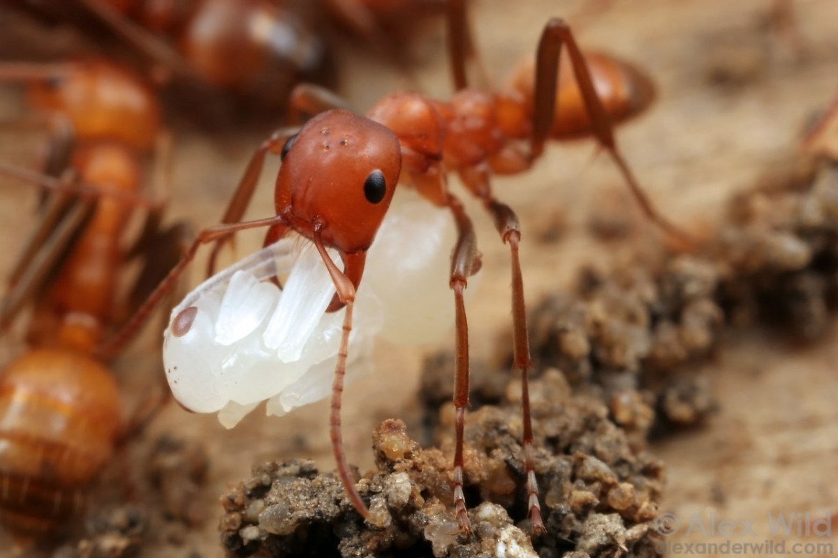 Creature Feature: Slave-making ants