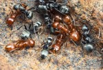 Creature Feature: Slave-making ants