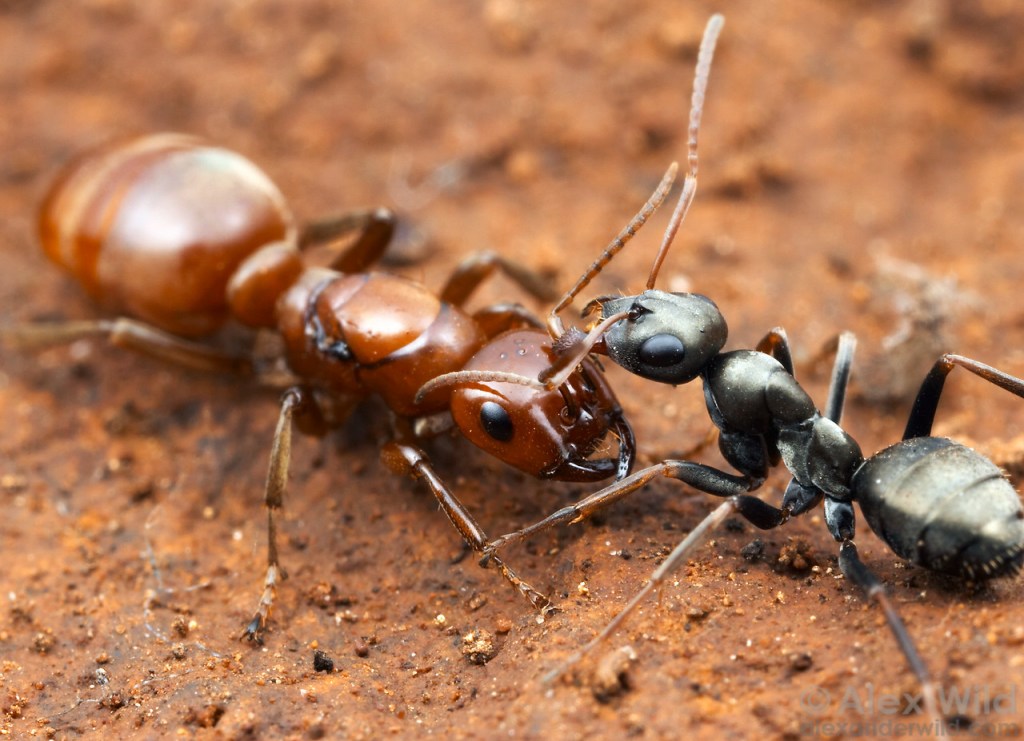 Creature Feature: Slave-making ants