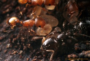 Creature Feature: Slave-making ants