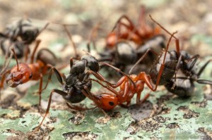 Creature Feature: Slave-making ants