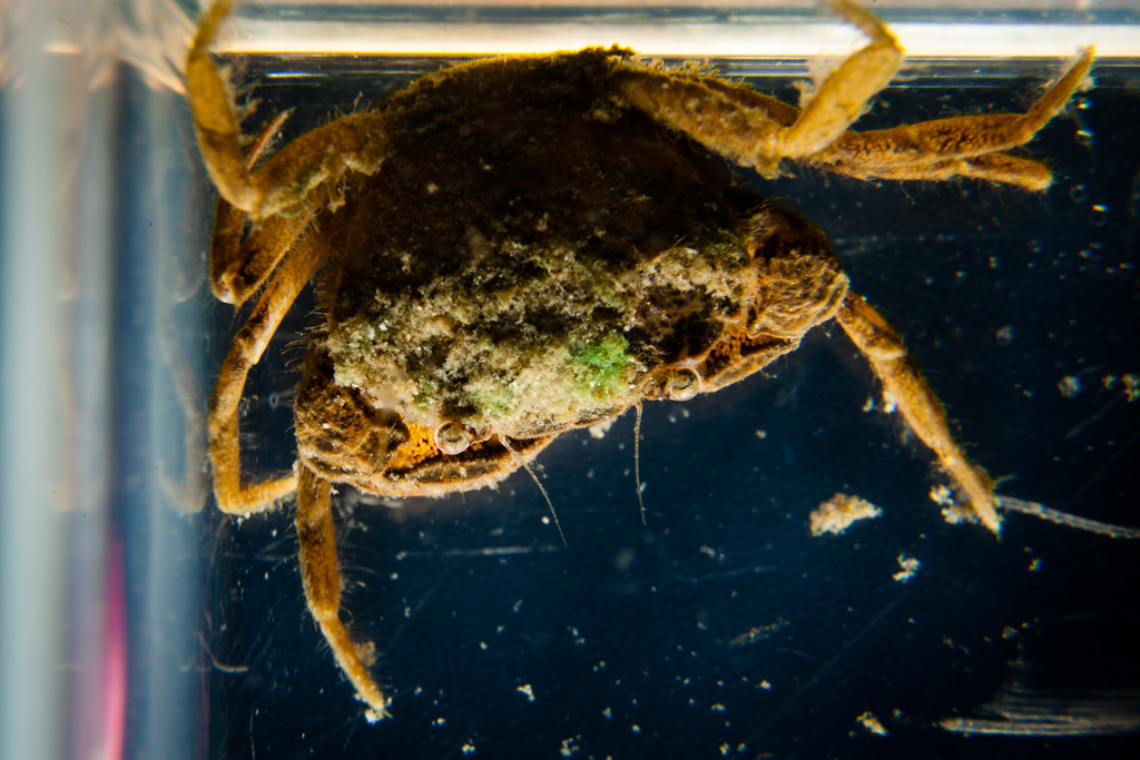 Creature Feature: Loxo and Mud Crabs