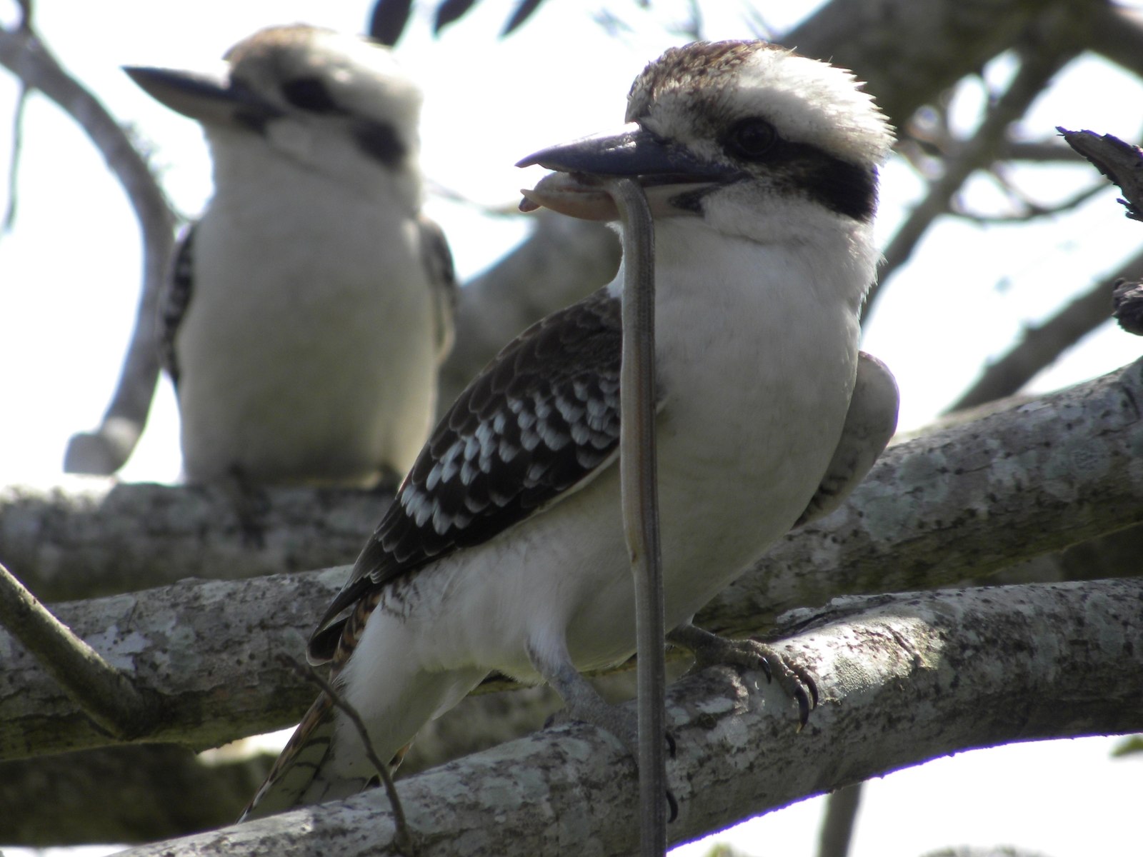 Creature Feature: Laughing Kookaburra