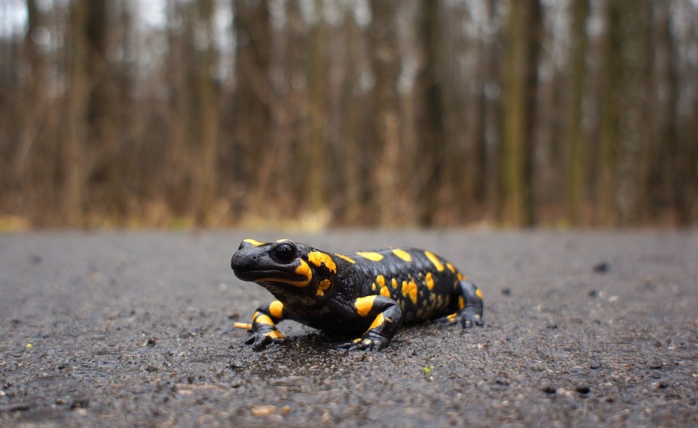Creature Feature: Fire Salamander
