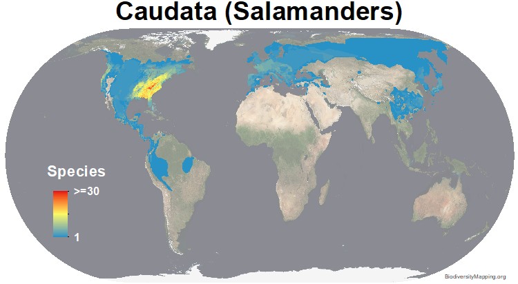 Creature Feature: Fire Salamander