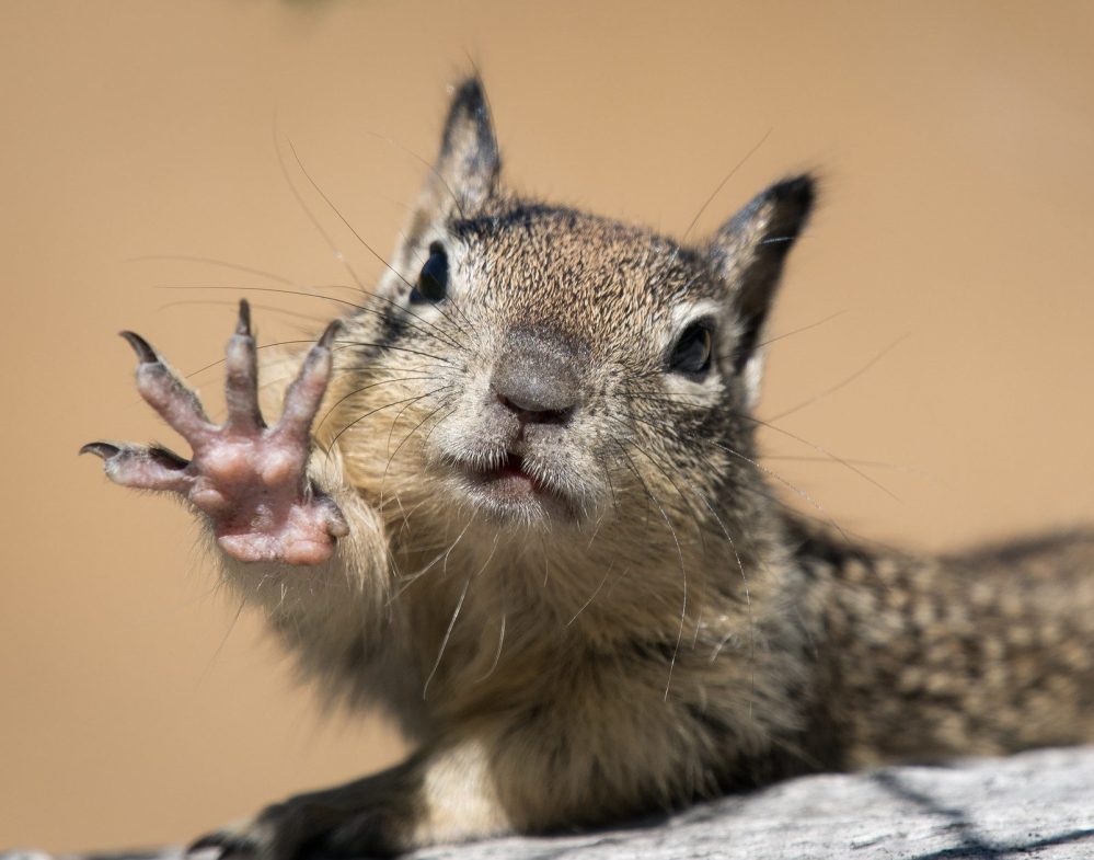 Throwback Creature Feature: California ground squirrel