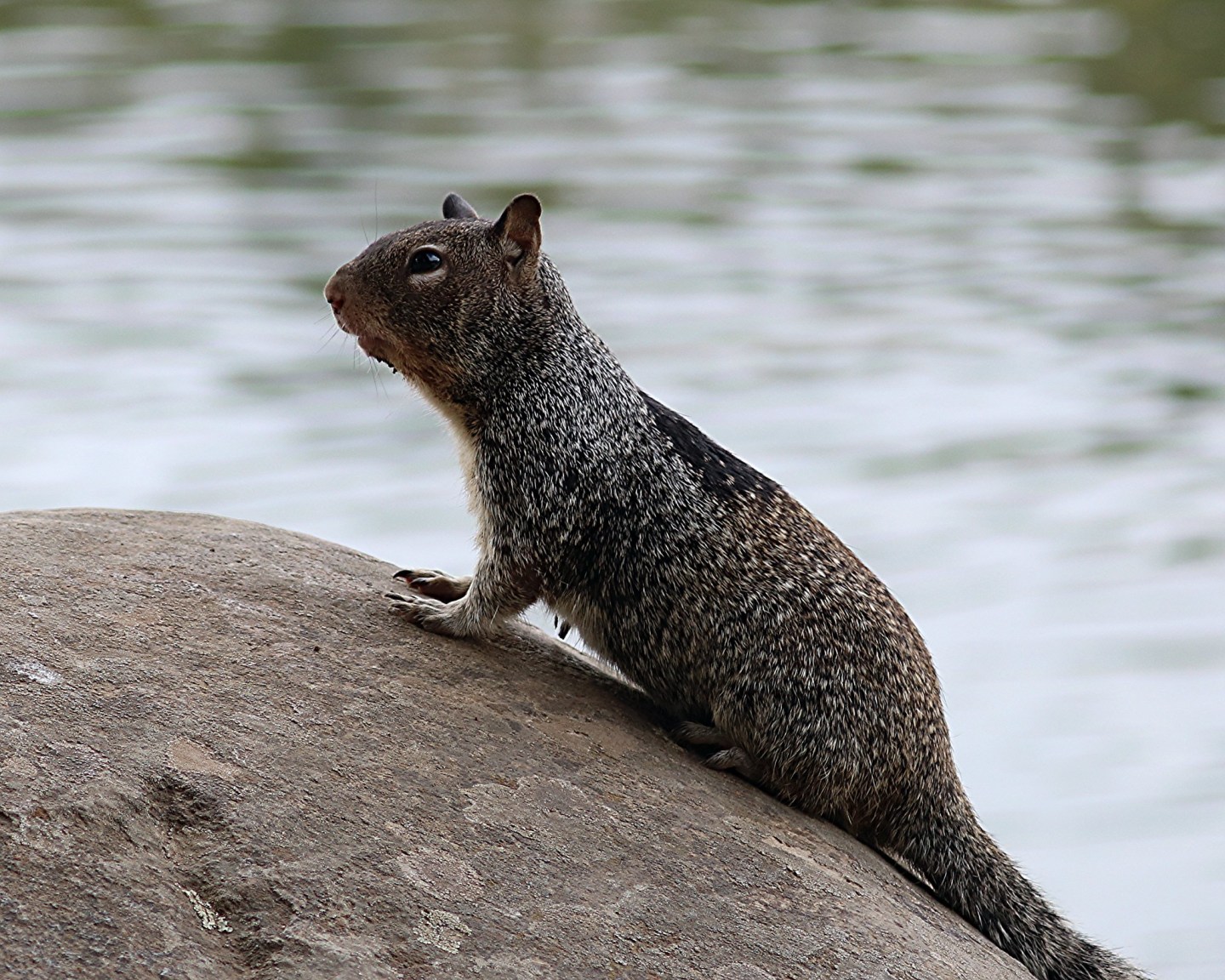 Throwback Creature Feature: California ground squirrel