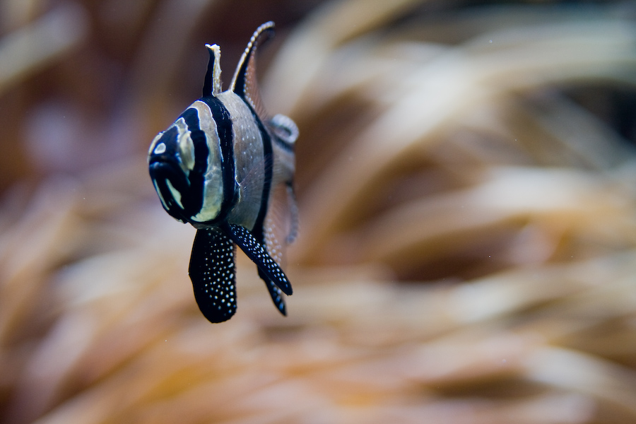 Creature Feature: Banggai cardinalfish