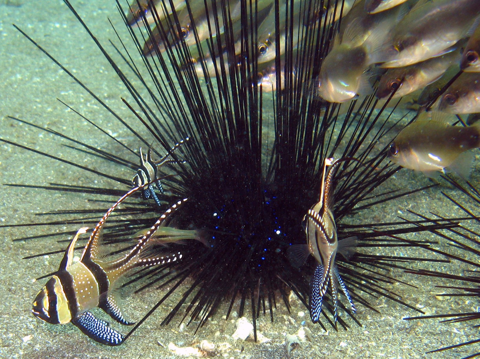 Creature Feature: Banggai cardinalfish