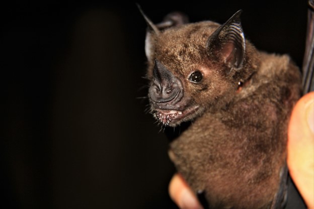 Creature Feature: the Greater Spear-Nosed Bat