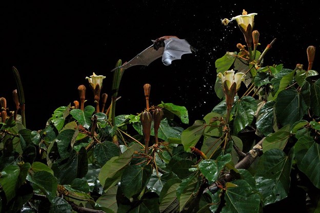 Creature Feature: the Greater Spear-Nosed Bat