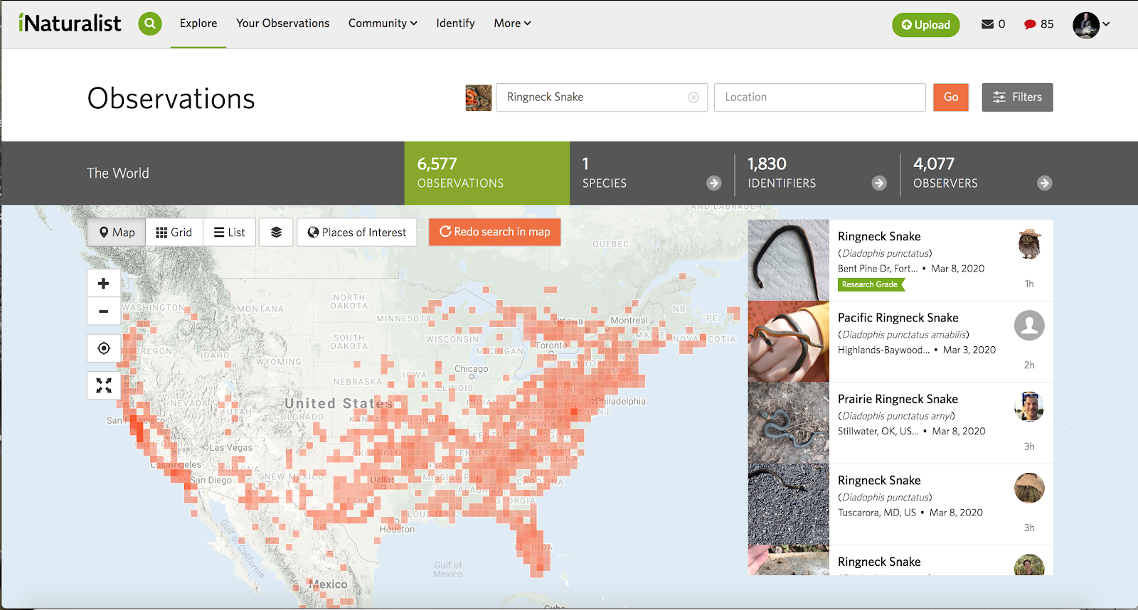Creature Feature: Ringneck snake