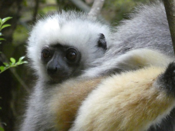 Field Notes: Leaping Through the Year with Lemurs