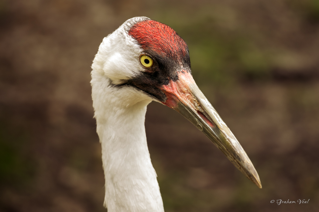 Creature Feature Whooping Cranes
