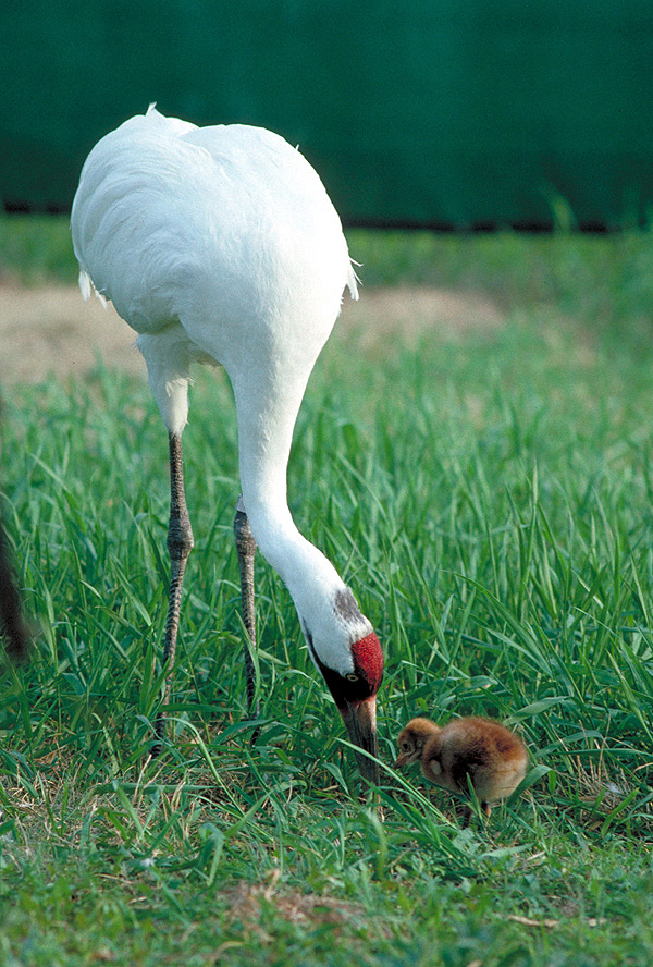 Creature Feature Whooping Cranes
