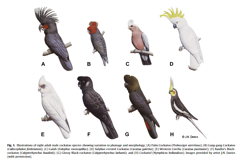 Creature Feature: Sulphur-crested cockatoo