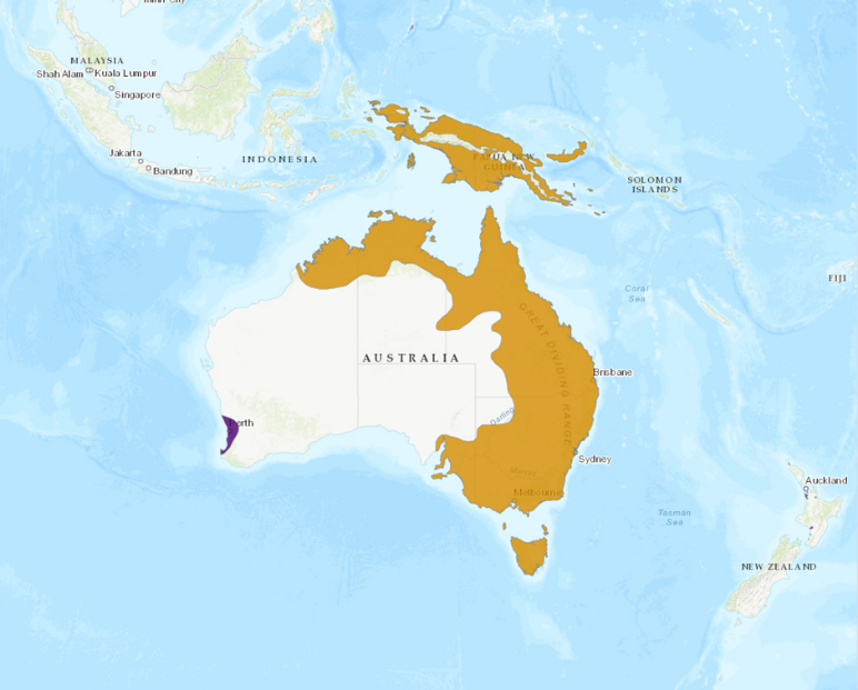 Creature Feature: Sulphur-crested cockatoo