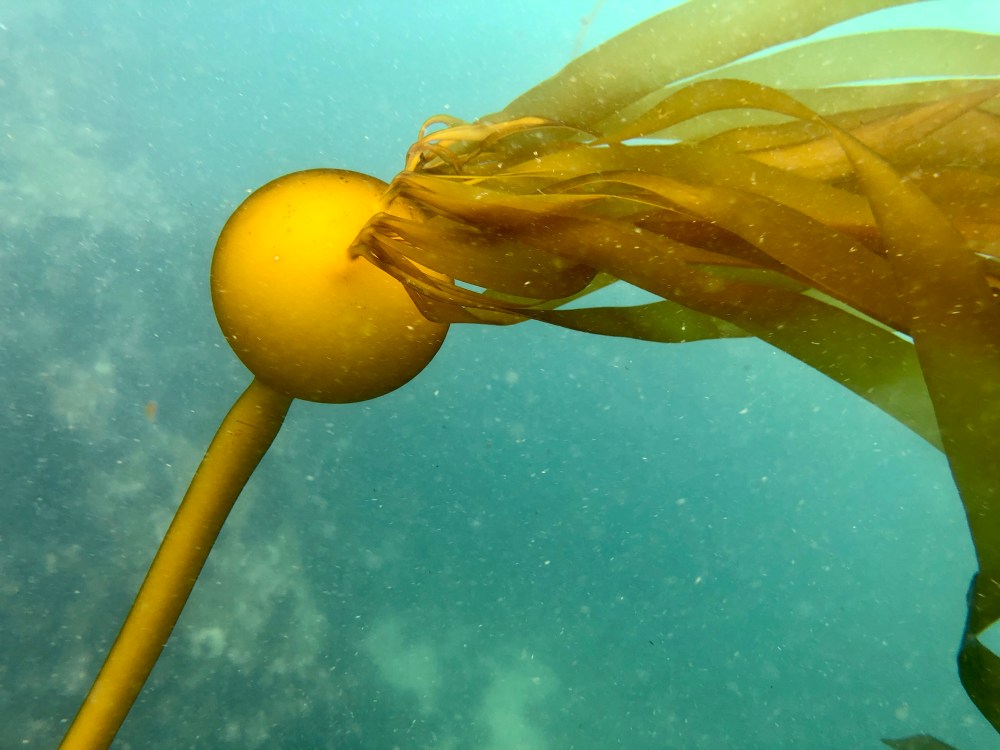 Creature Feature: The kelp forest—an underwater housing crisis