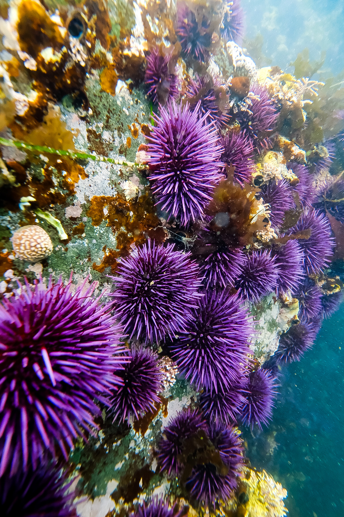 Creature Feature: The kelp forest—an underwater housing crisis
