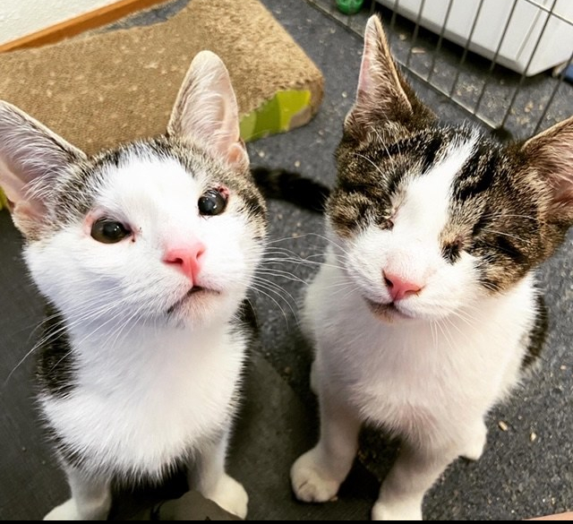 A Tail of Two Kitties: The Beauty of Being Blind