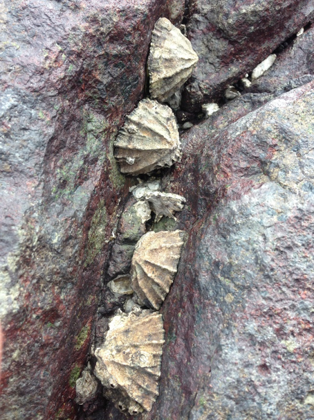 Newsroom: Pair-living limpets