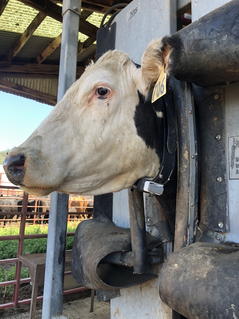 Field Frame Friday: A handsome collar fit for a cow