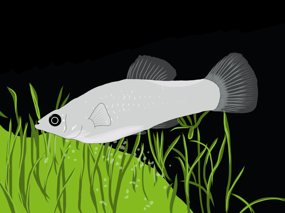 Creature Feature: Amazon molly