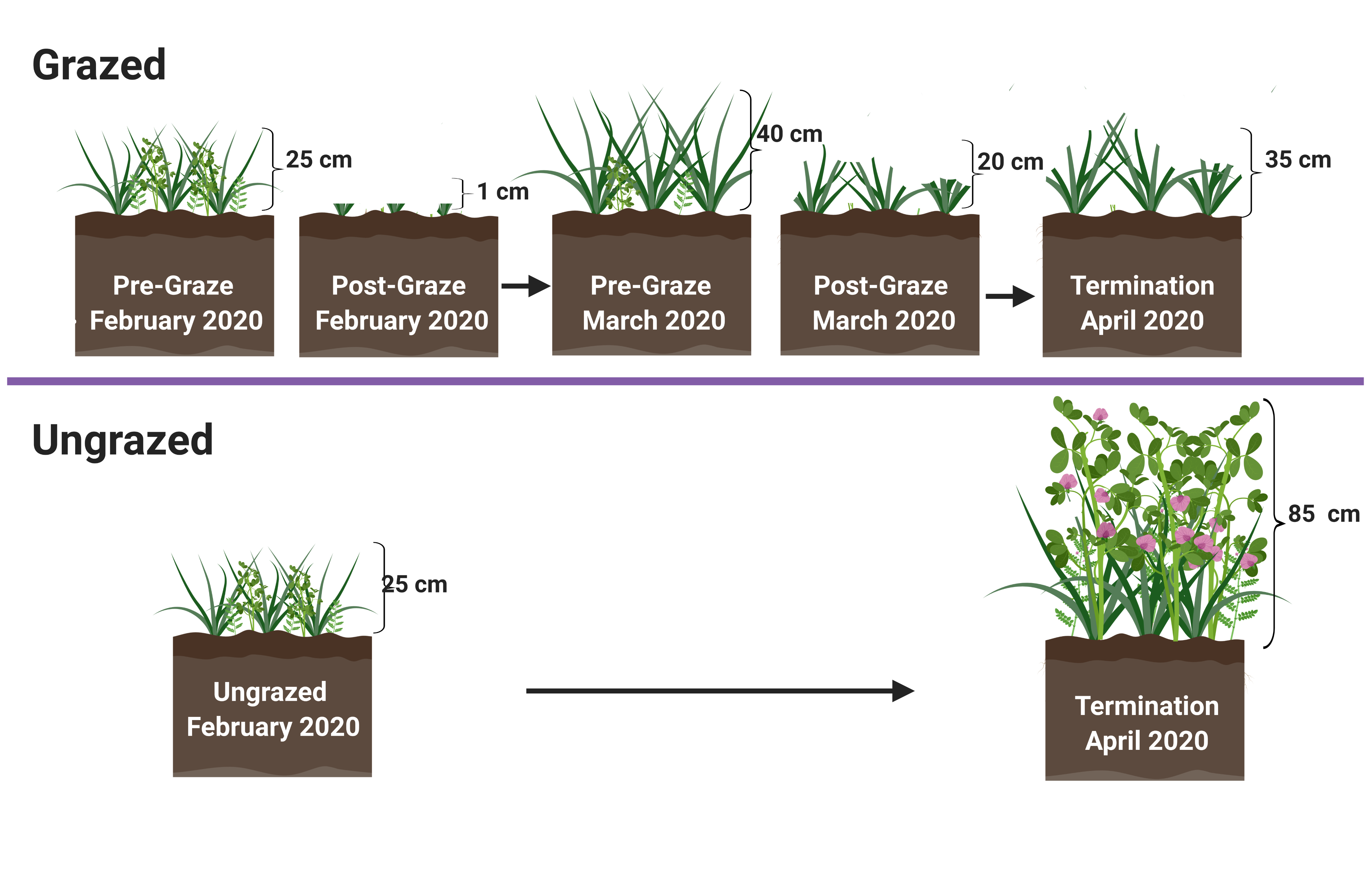 Field Notes: Ruminations on integrated crop-livestock systems.