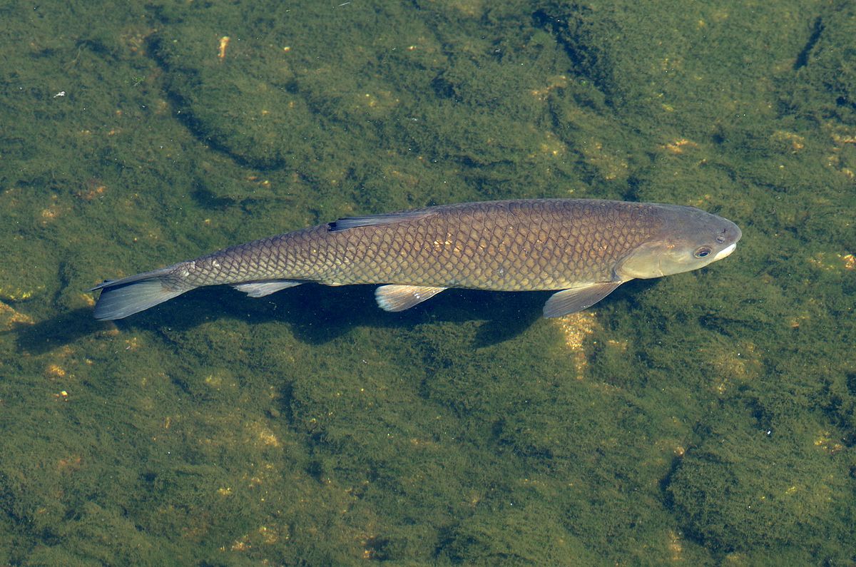 Creature Feature: Grass carp