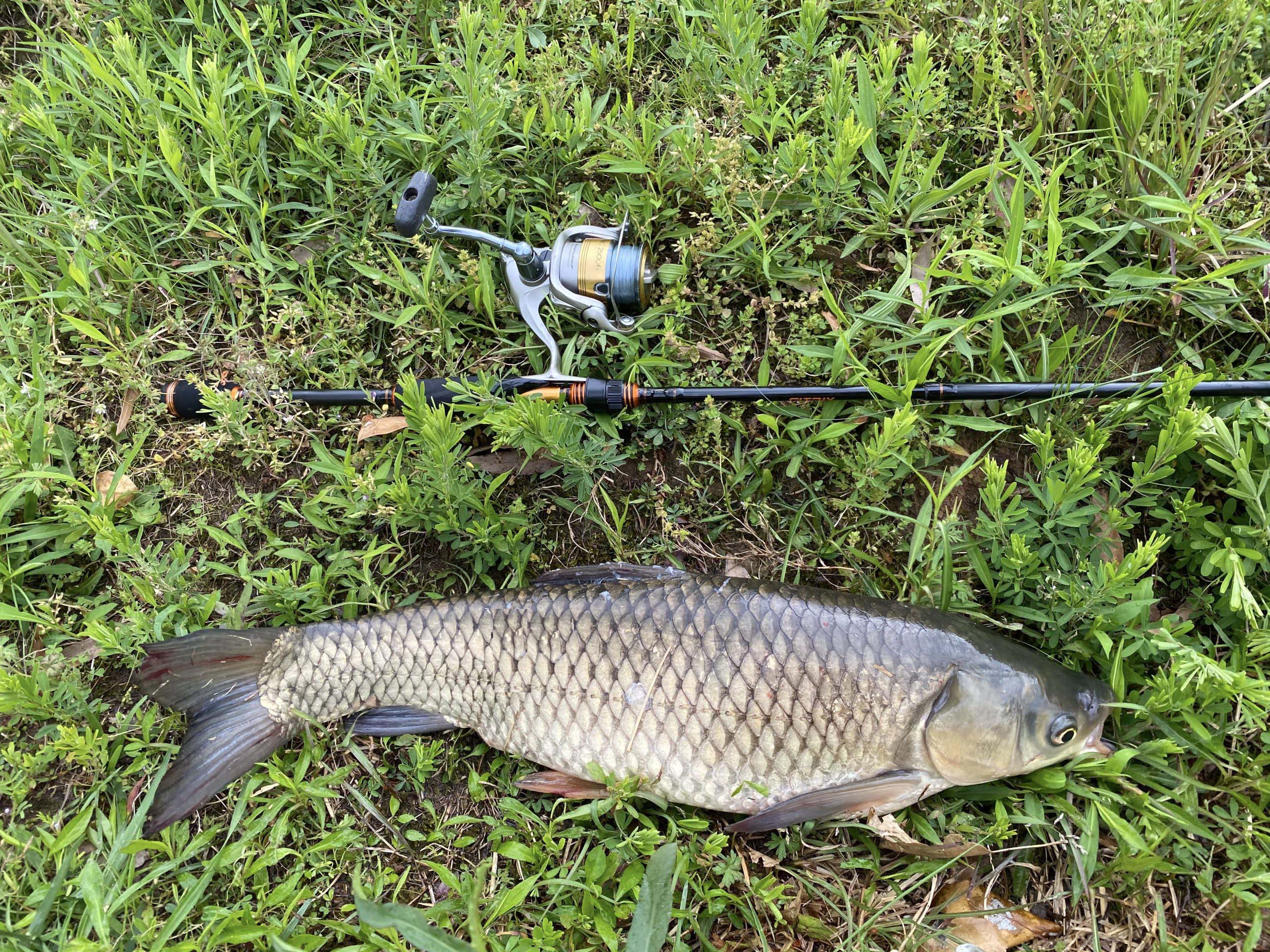 Creature Feature: Grass carp