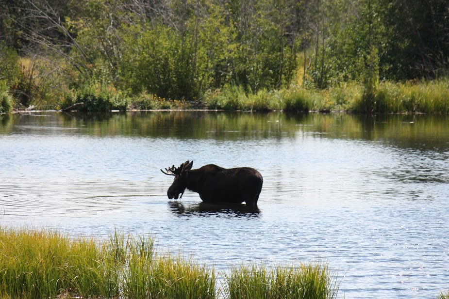 Field Frame Friday: Moose? Mooses? Meese?
