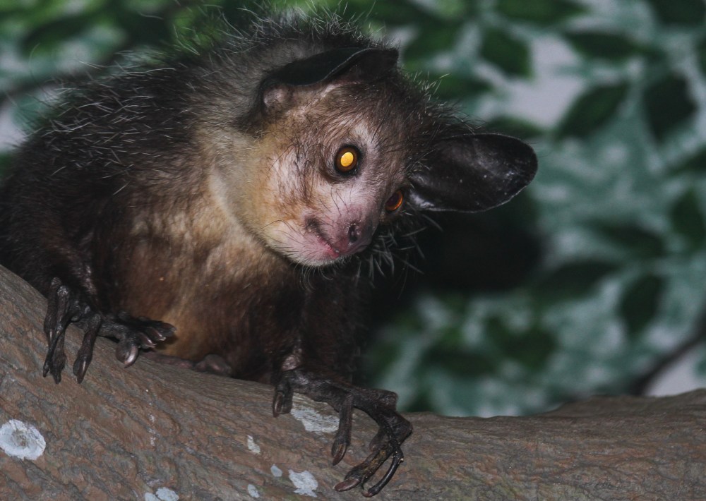 Creature Feature: Aye-ayes