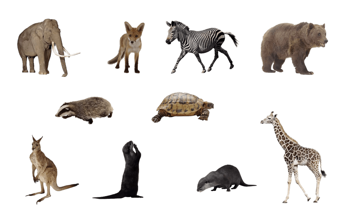 Ask A Scientist: So many animals!