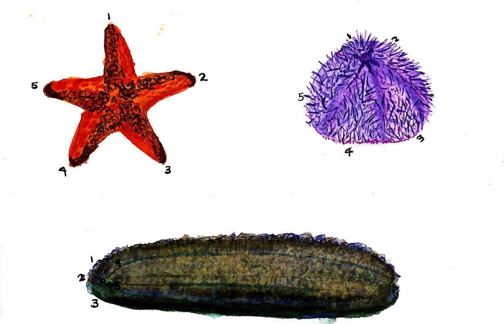 Creature Feature: Sea Cucumbers