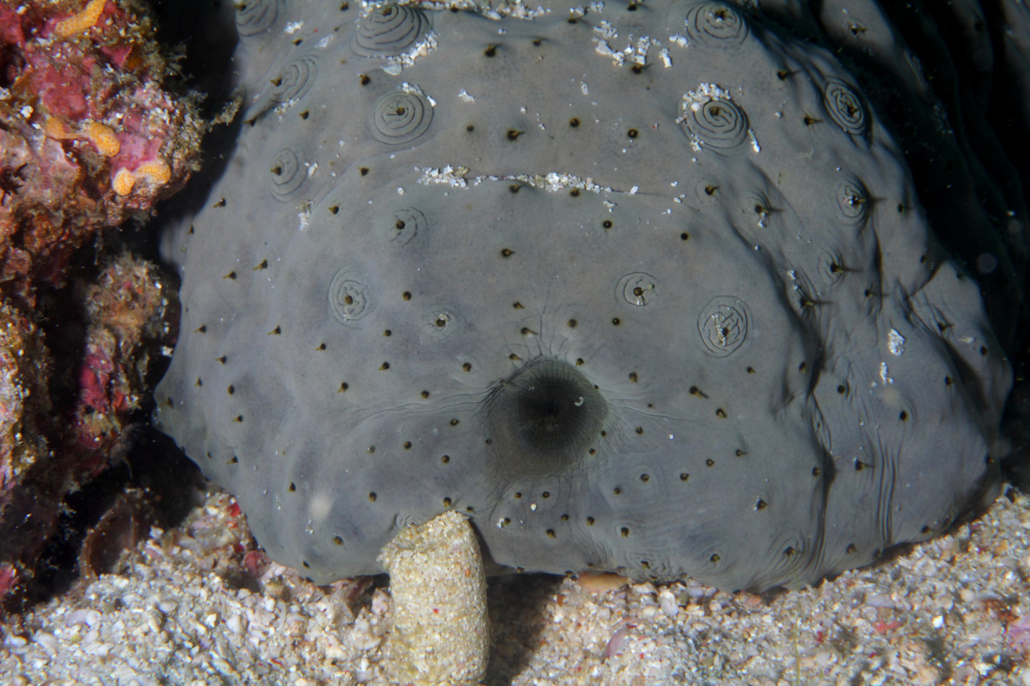 Creature Feature: Sea Cucumbers