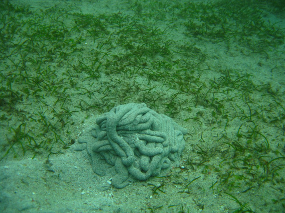 Creature Feature: Sea Cucumbers