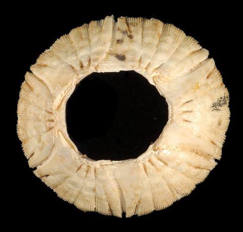 Creature Feature: Whale barnacles