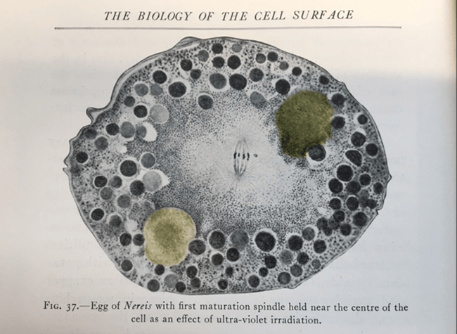 Science Heroes: Dr. Ernest Everett Just
