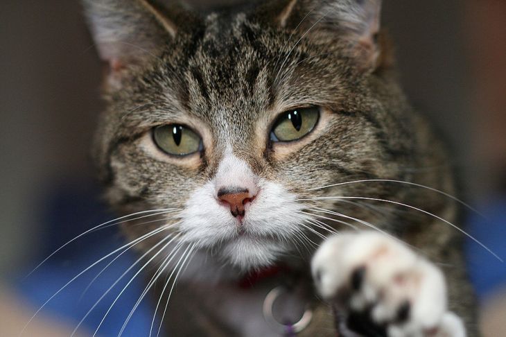 The Cat Who Caused an Ecological Disaster