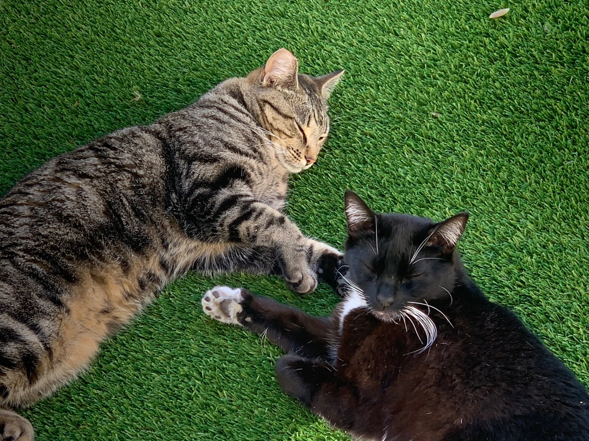 Creature Feature: Feral Cats