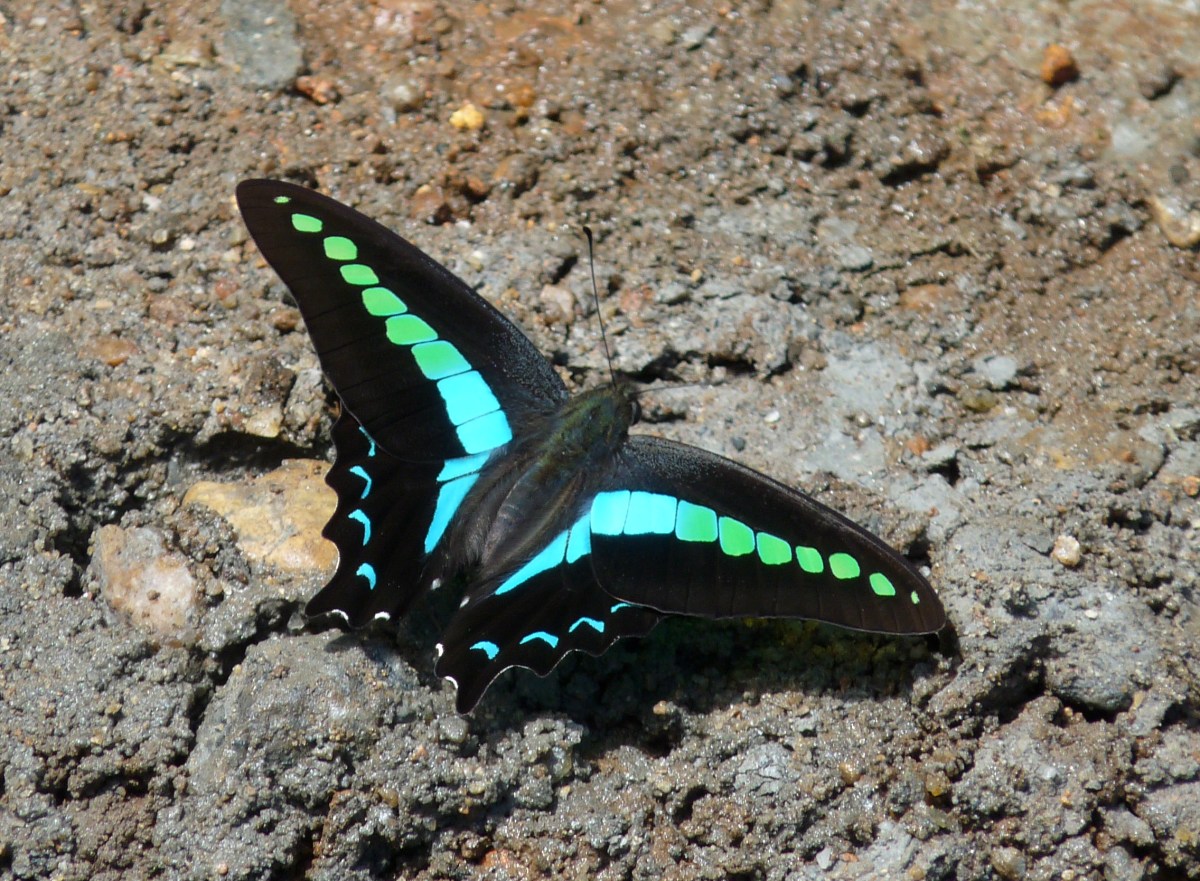 Creature Feature: Bluebottle butterfly