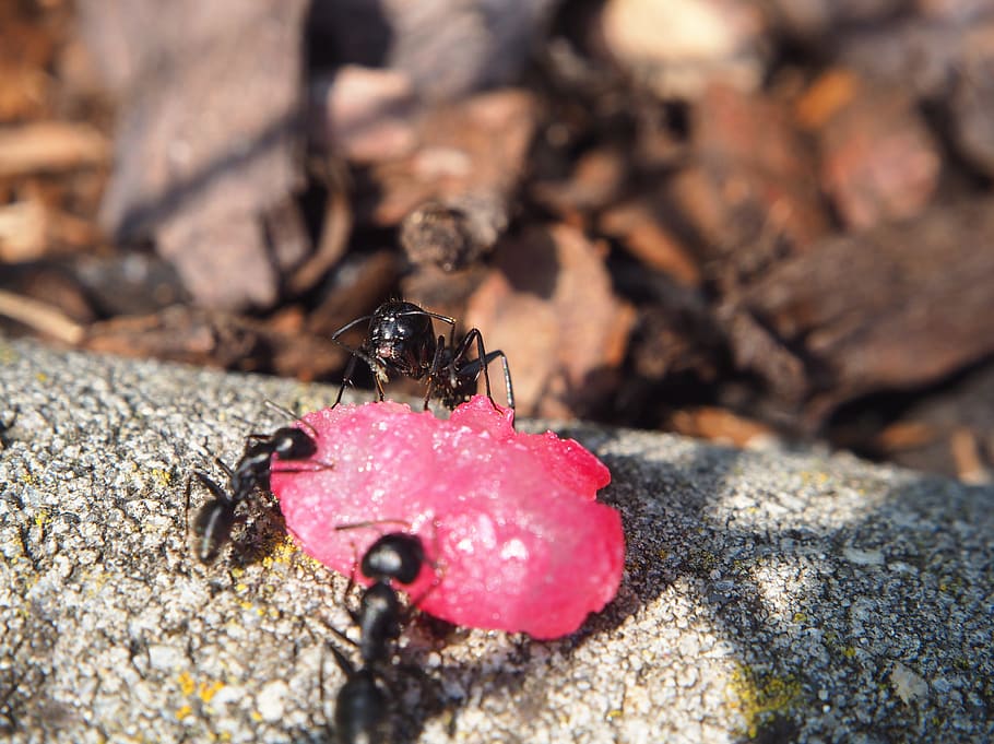 Ask a Scientist: Sneaky Snacking