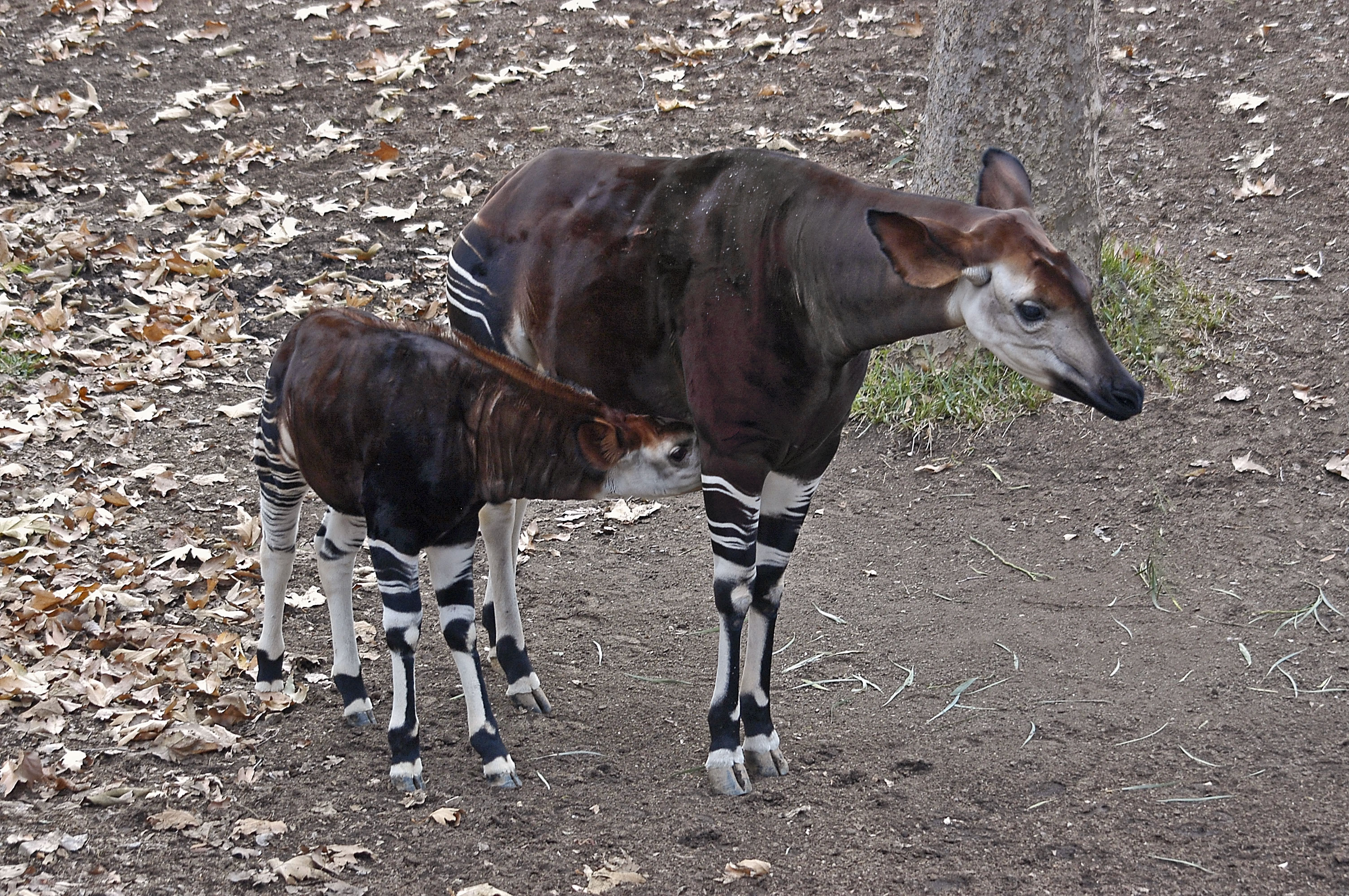Creature Feature: Okapi