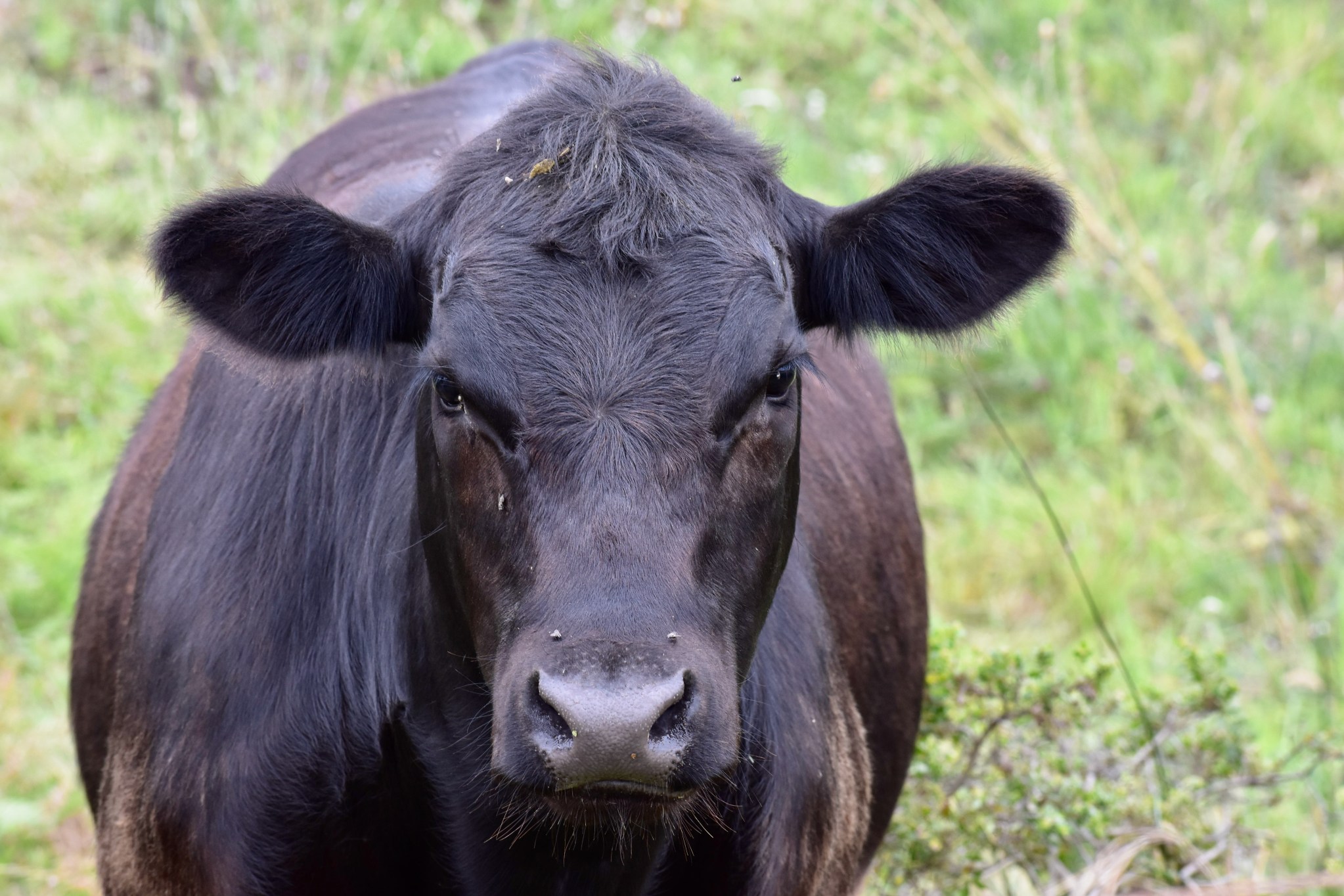Field Notes: Why are some cows horny? The structure and function of horns