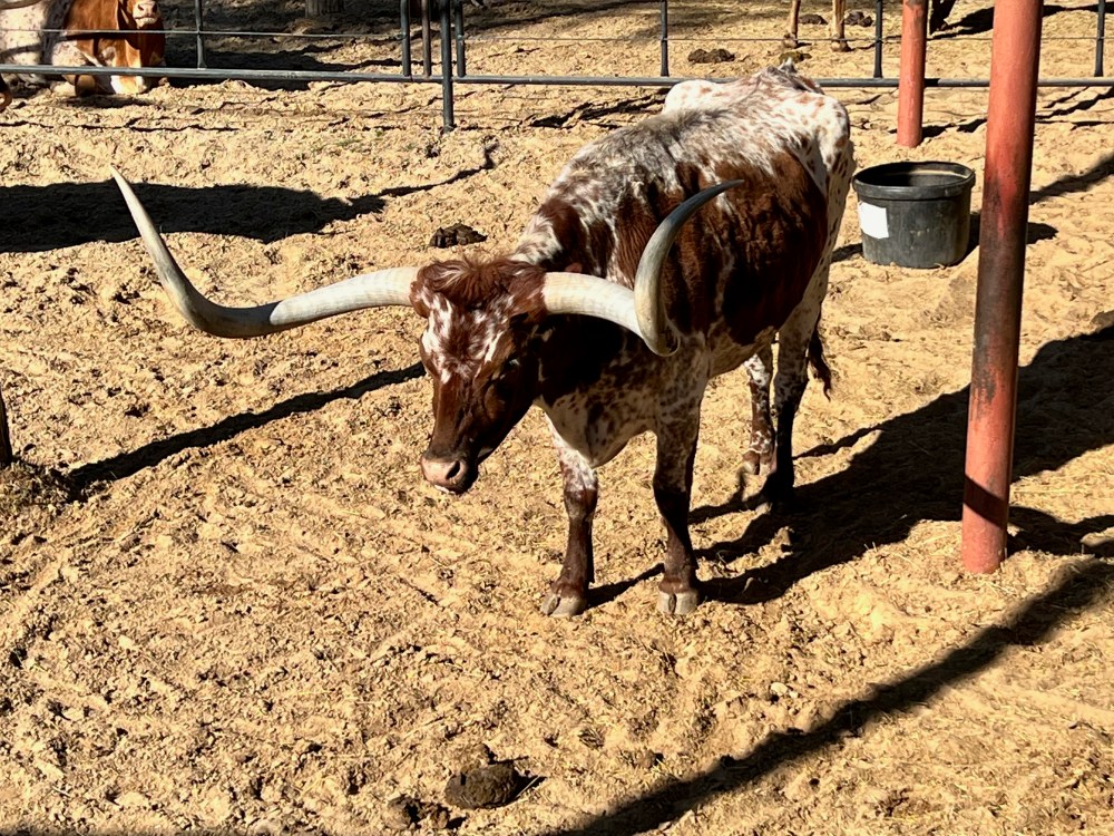 Field Notes: Why are some cows horny? The structure and function of horns