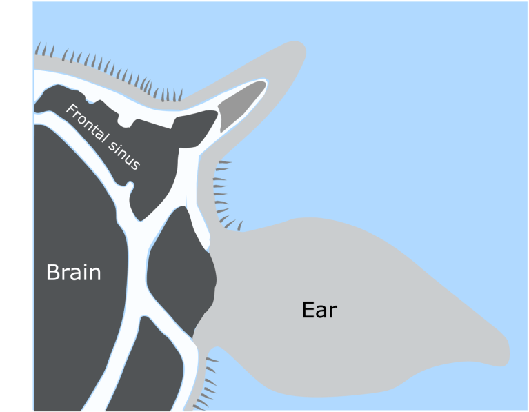 Field Notes: Why are some cows horny? The structure and function of horns