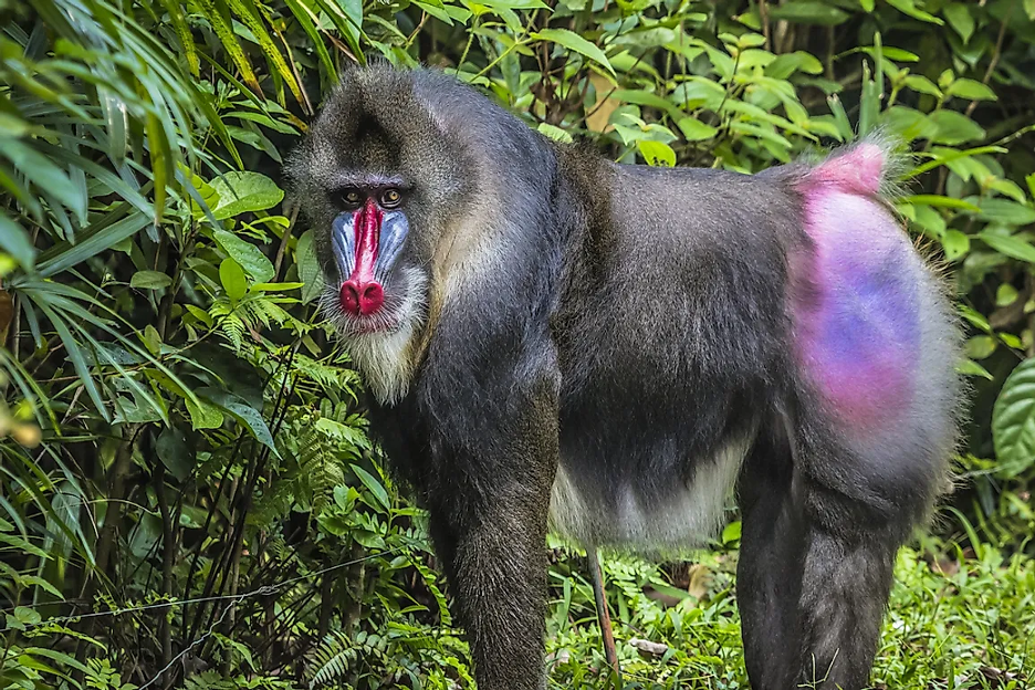Creature Feature: Mandrills